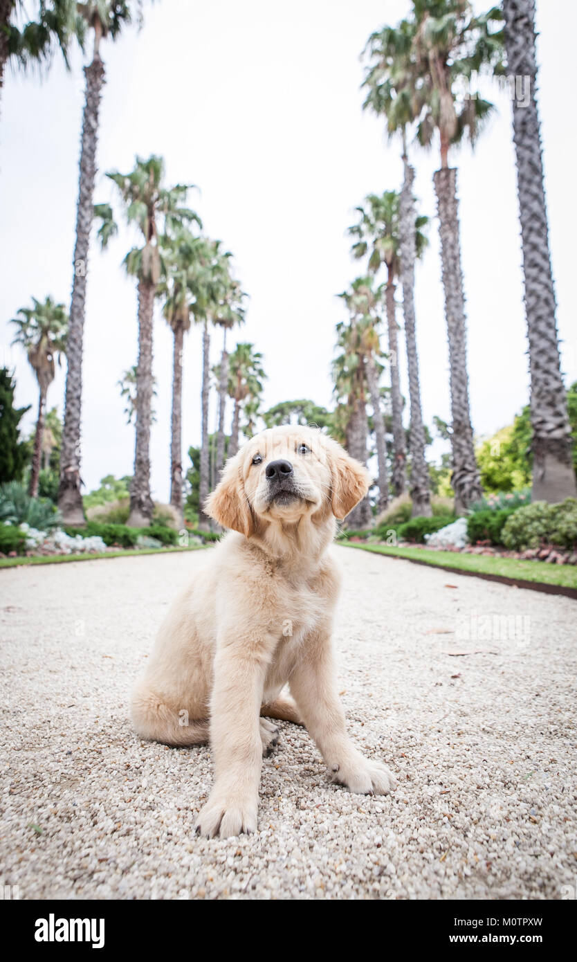 Golden labrador guide dog hi-res stock photography and images - Alamy
