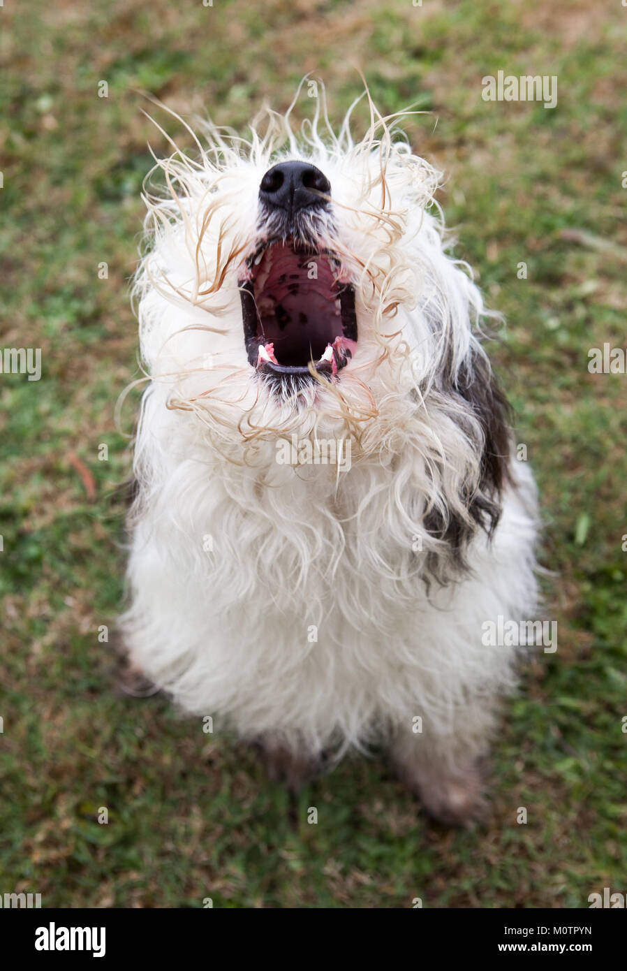 Old english dog barking hi-res stock photography and images - Alamy