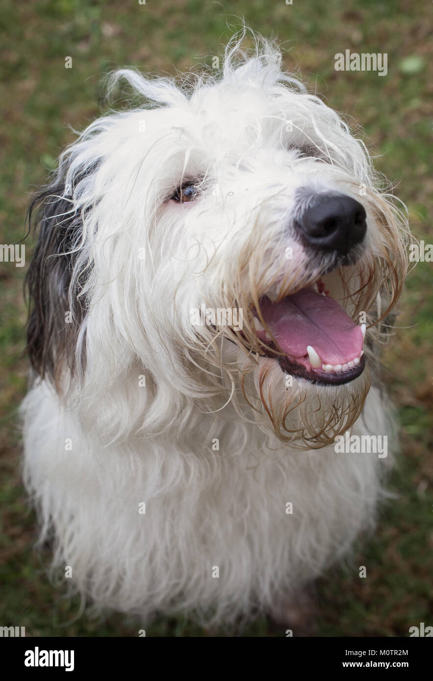 Old english sheepdog sheep hi-res stock photography and images - Alamy