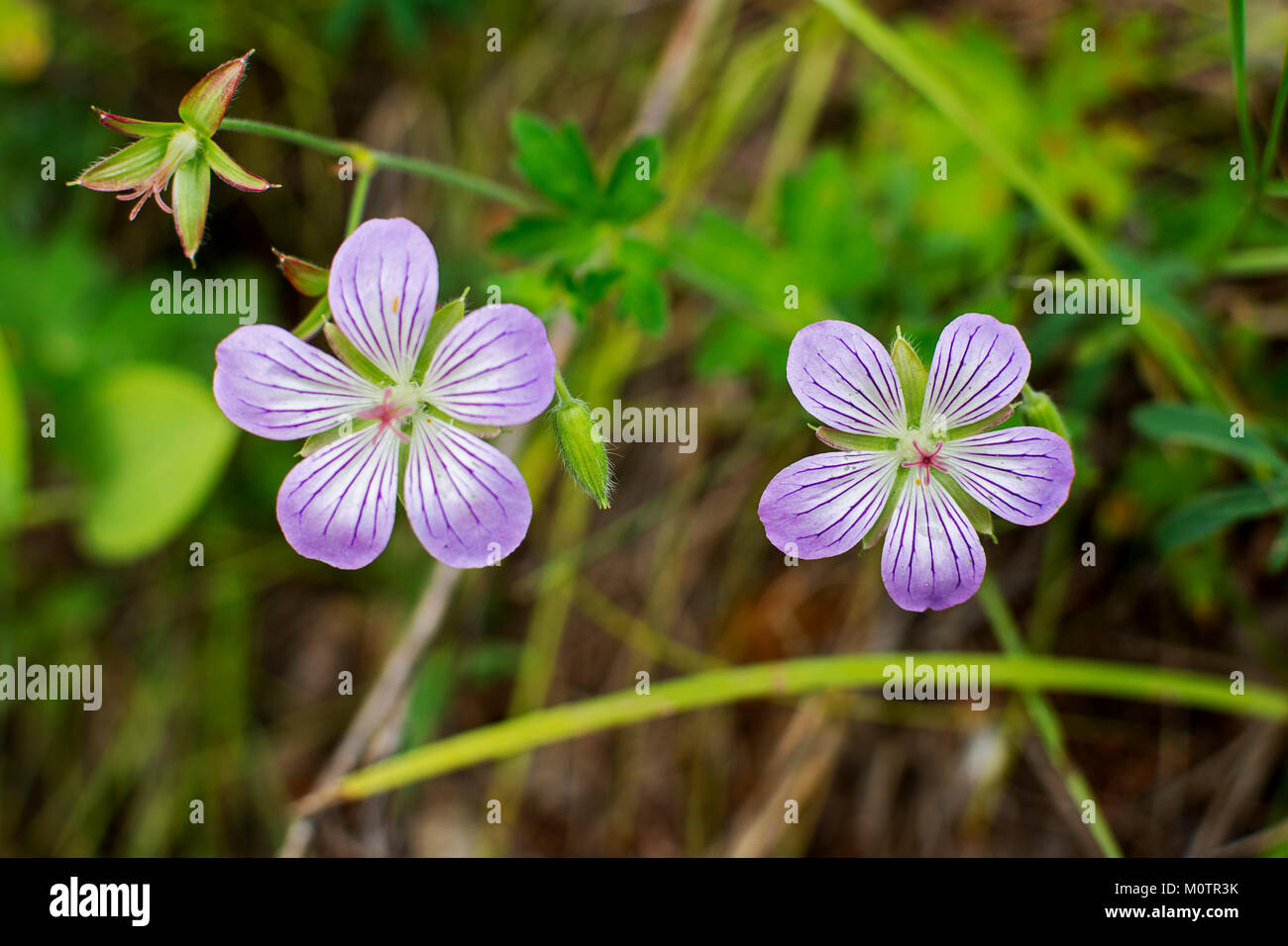Two beautiful purple flowers hi-res stock photography and images - Alamy