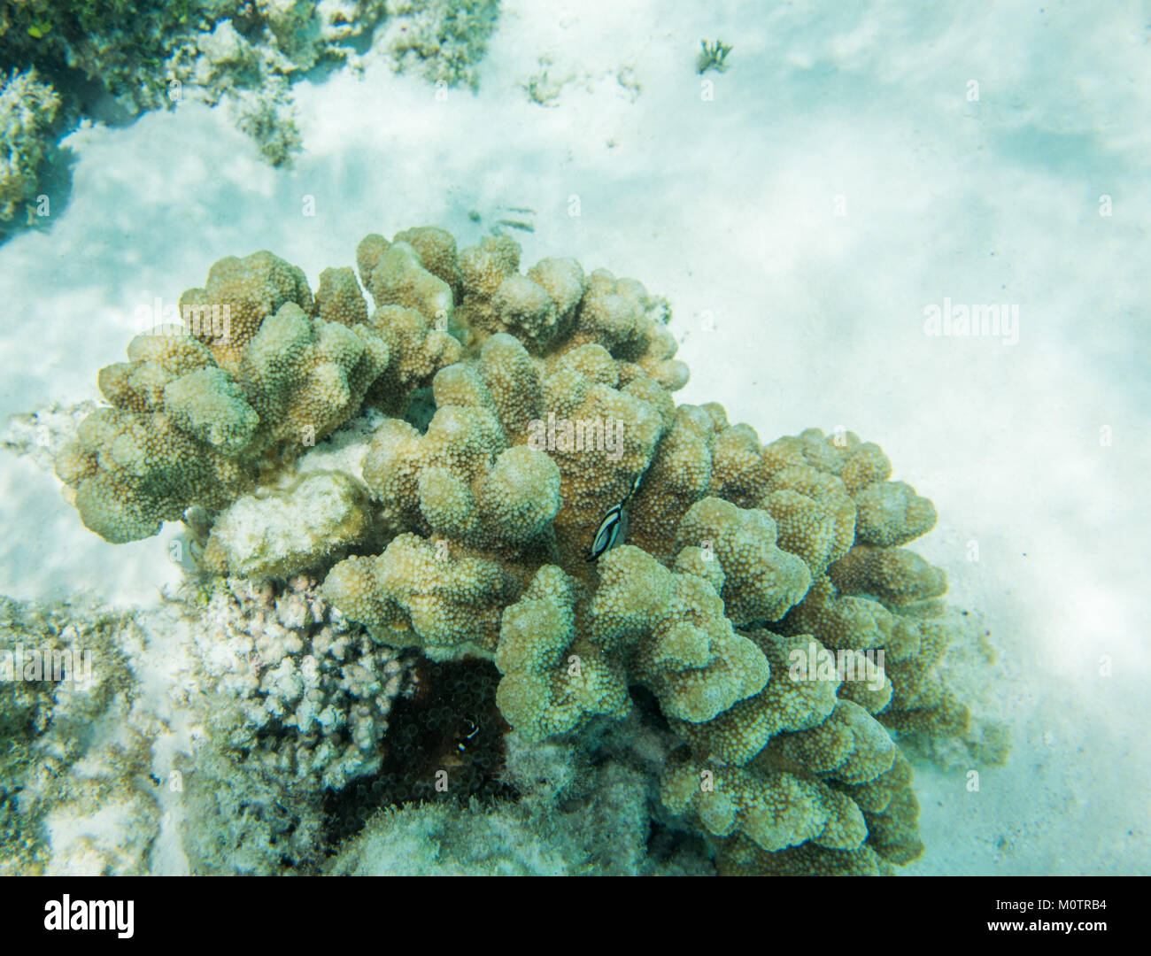 Yellow tailed damselfish nestled in coral with three-striped damselfish ...