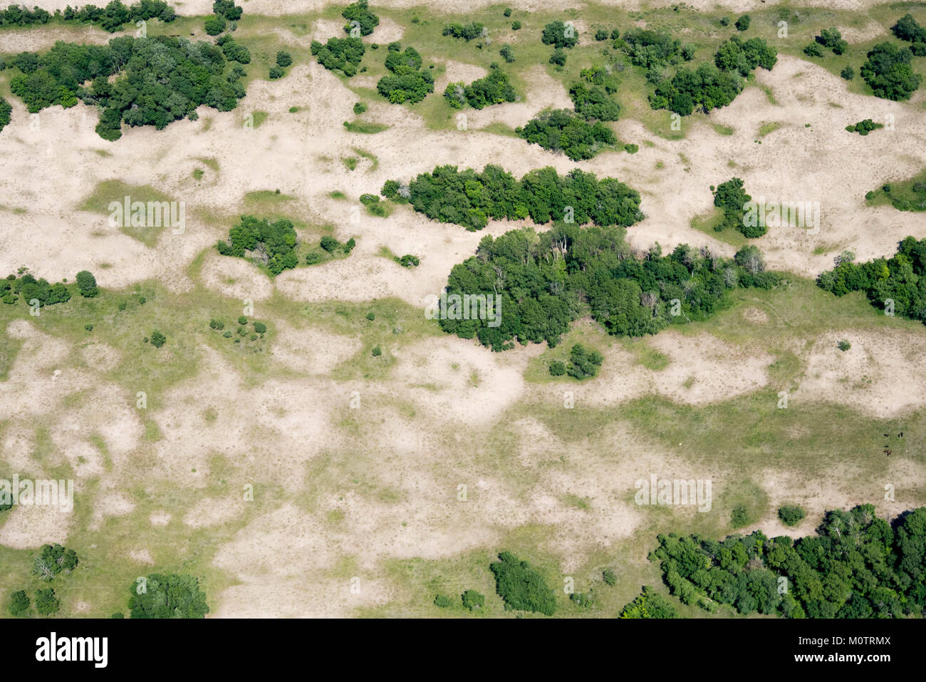 Aerial View Over Letea Forest in the Danube Delta, Romania, the forest ...