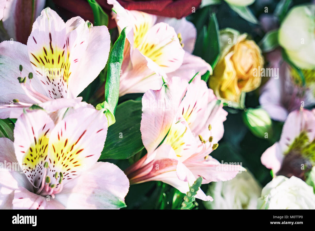 Beautiful pink lilies Stock Photo - Alamy