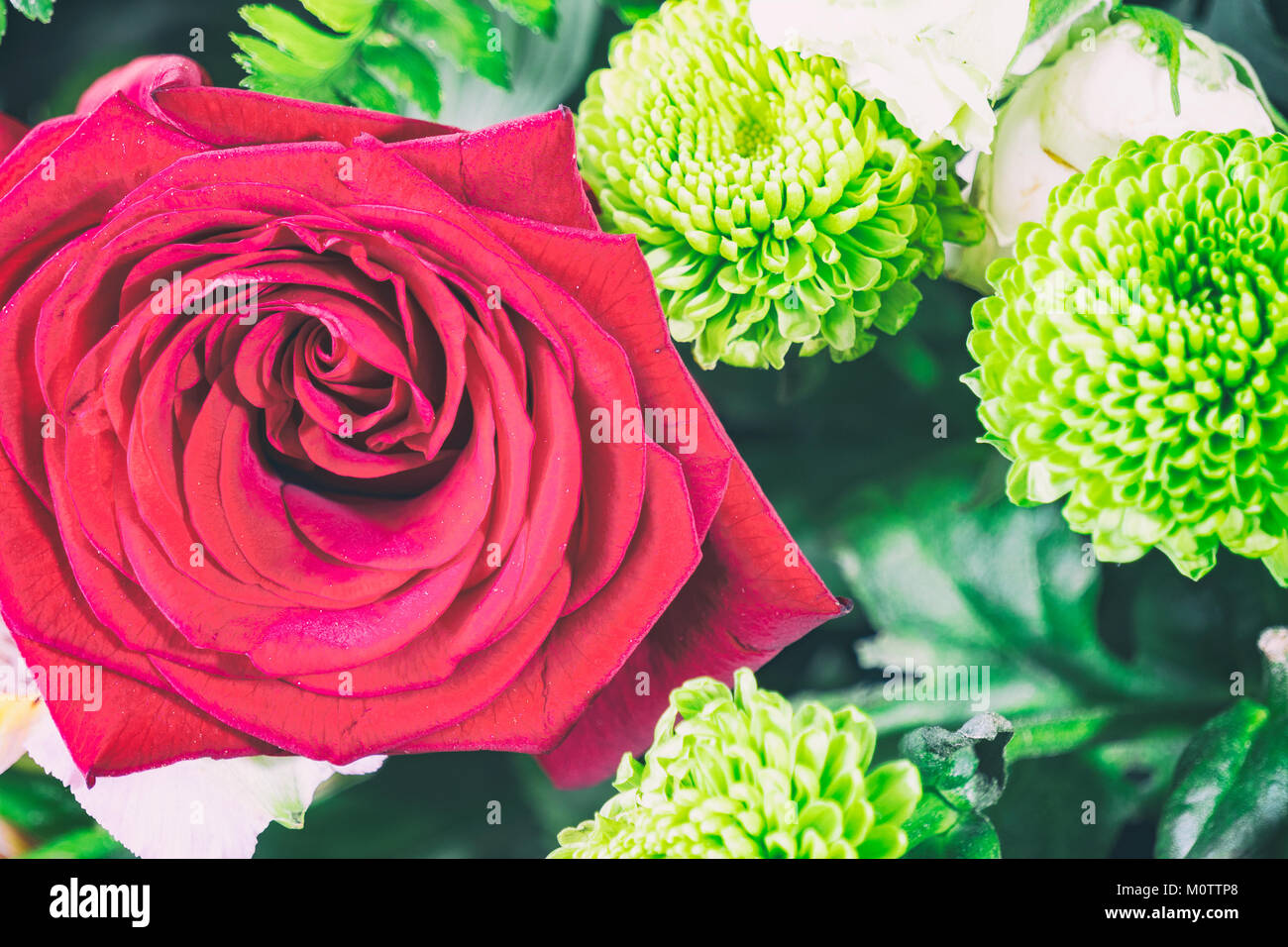 Beautiful red rose Stock Photo - Alamy
