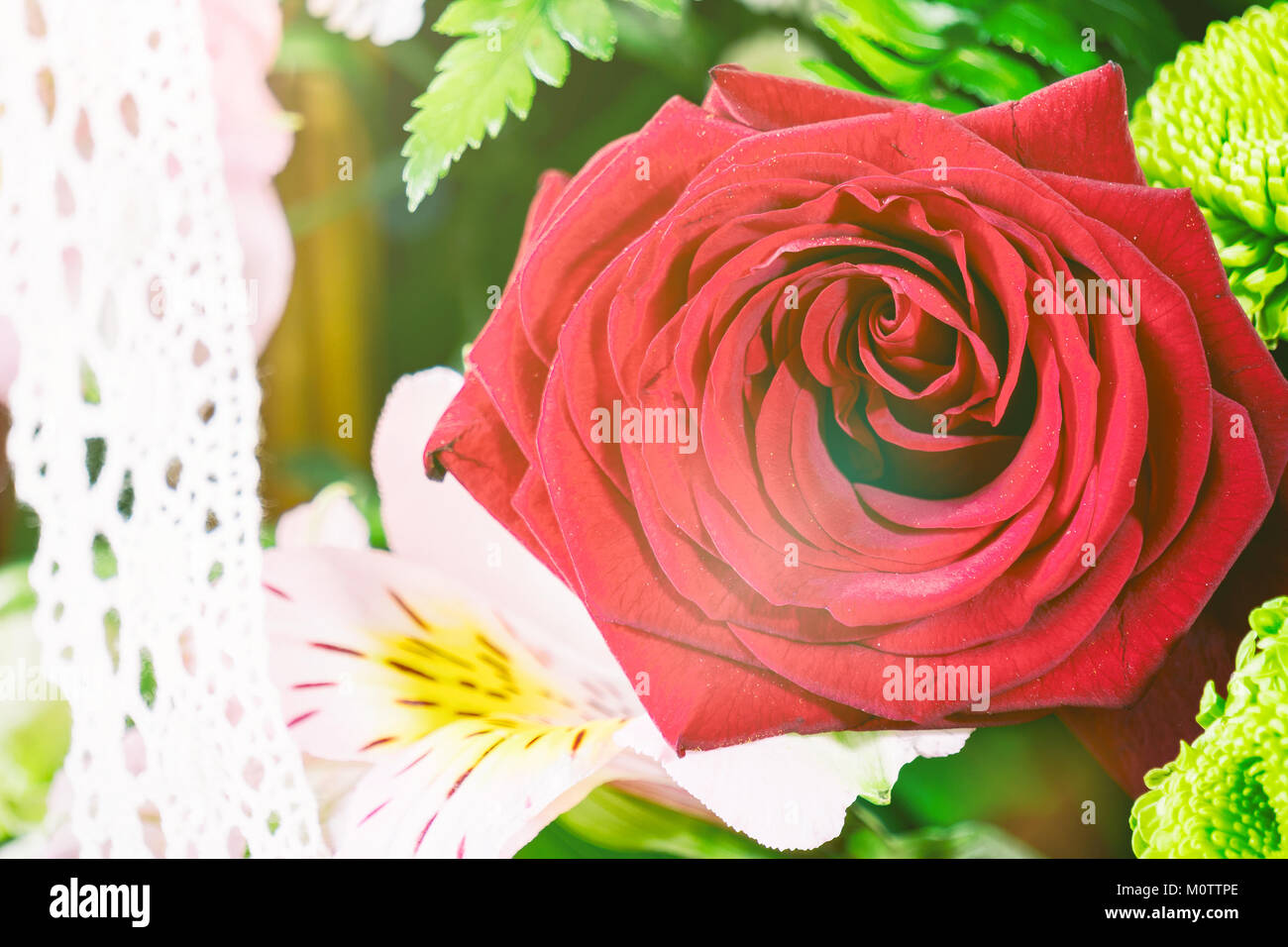Beautiful red rose Stock Photo - Alamy