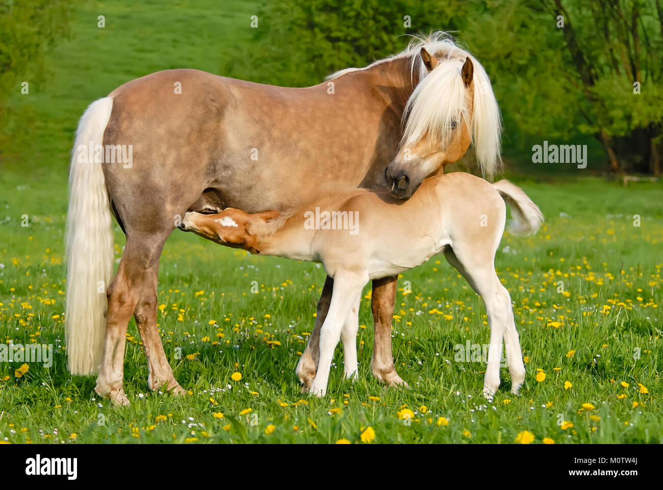 Haflinger horses, a cute thirsty suckling foal drinking milk from its mother, it is nursing from ...