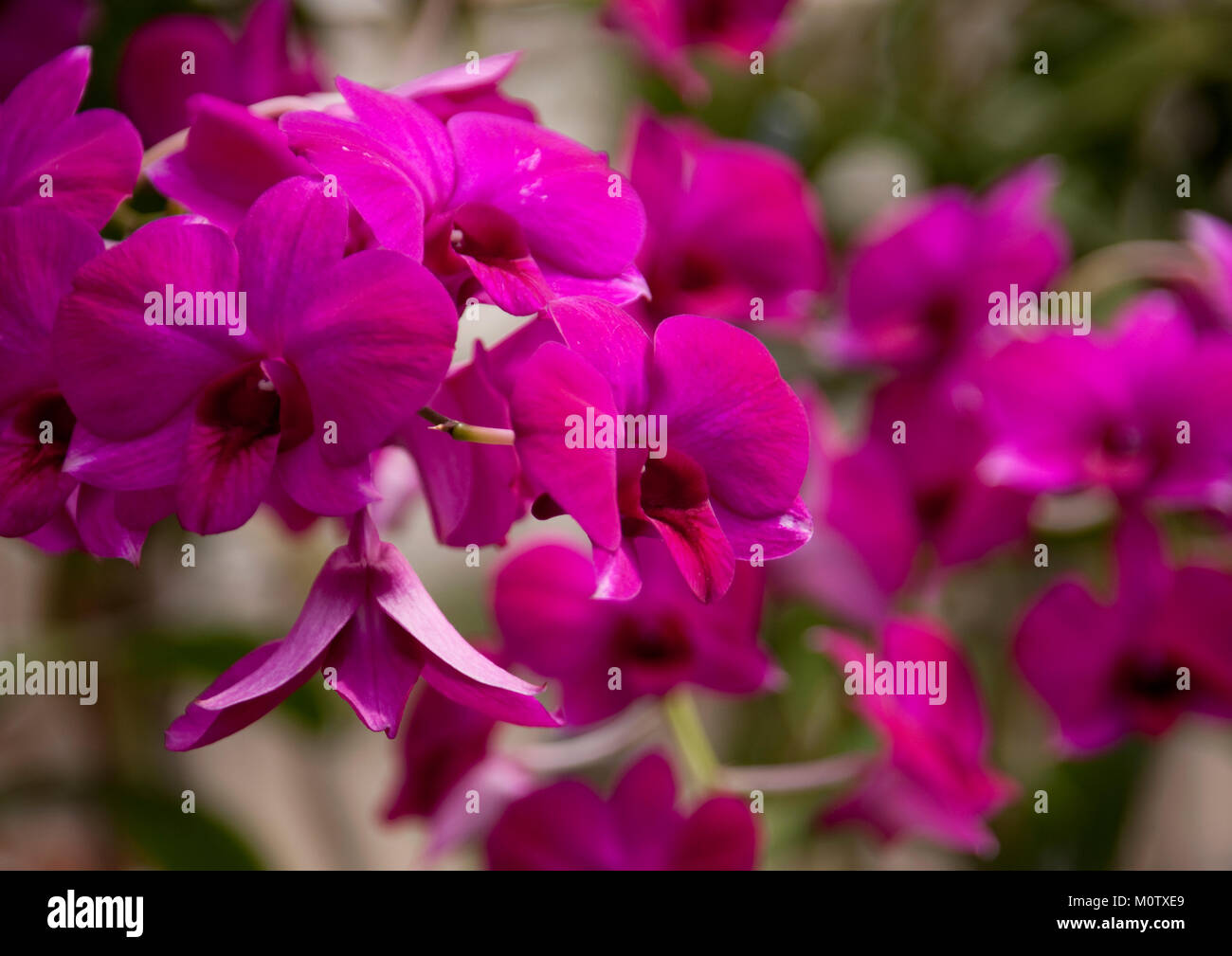 Kimilsungia flowers at Kimilsungia and Kimjongilia exhibition, Pyongan ...