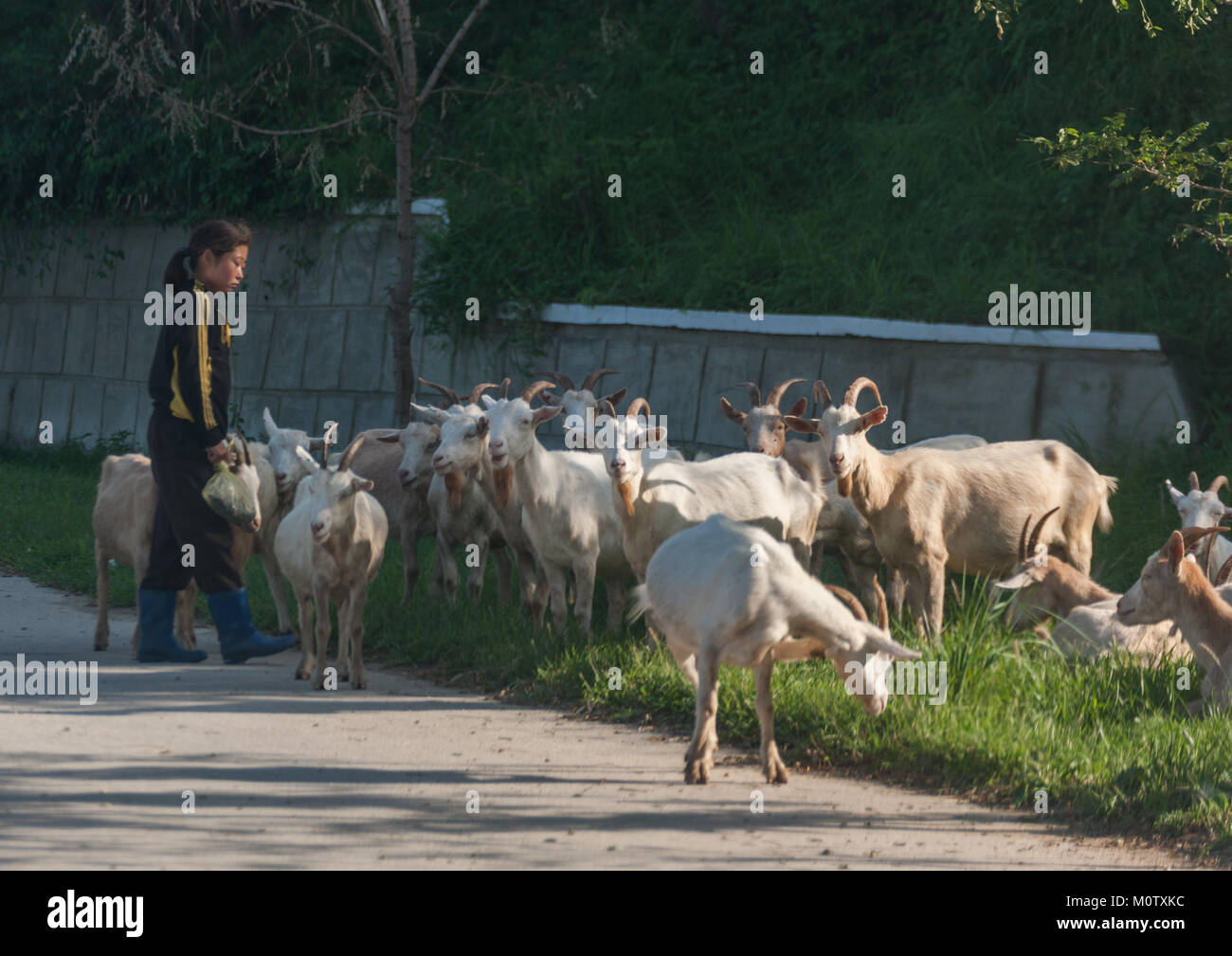 North Korean girl watching a herd of goats grazing, South Pyongan ...