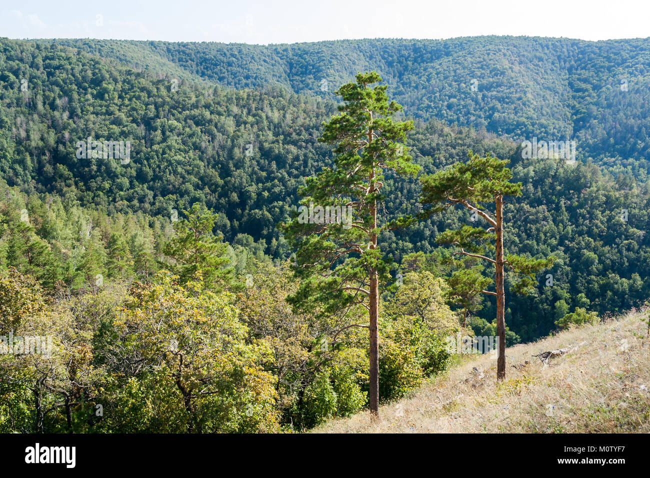Two green pine trees on the hillside and the wooded mountains in the ...