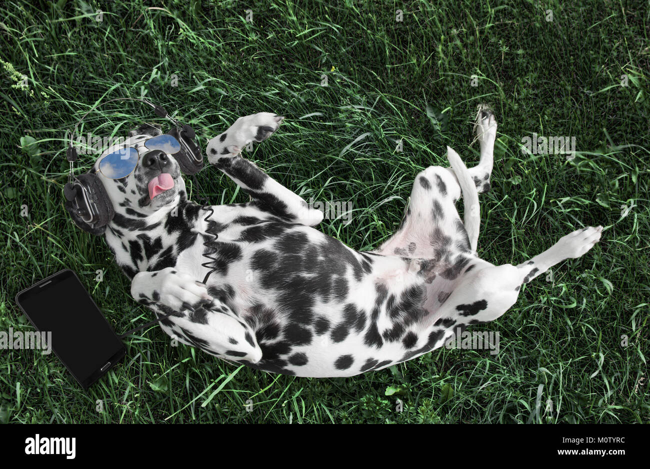 Chill pets hi-res stock photography and images - Alamy
