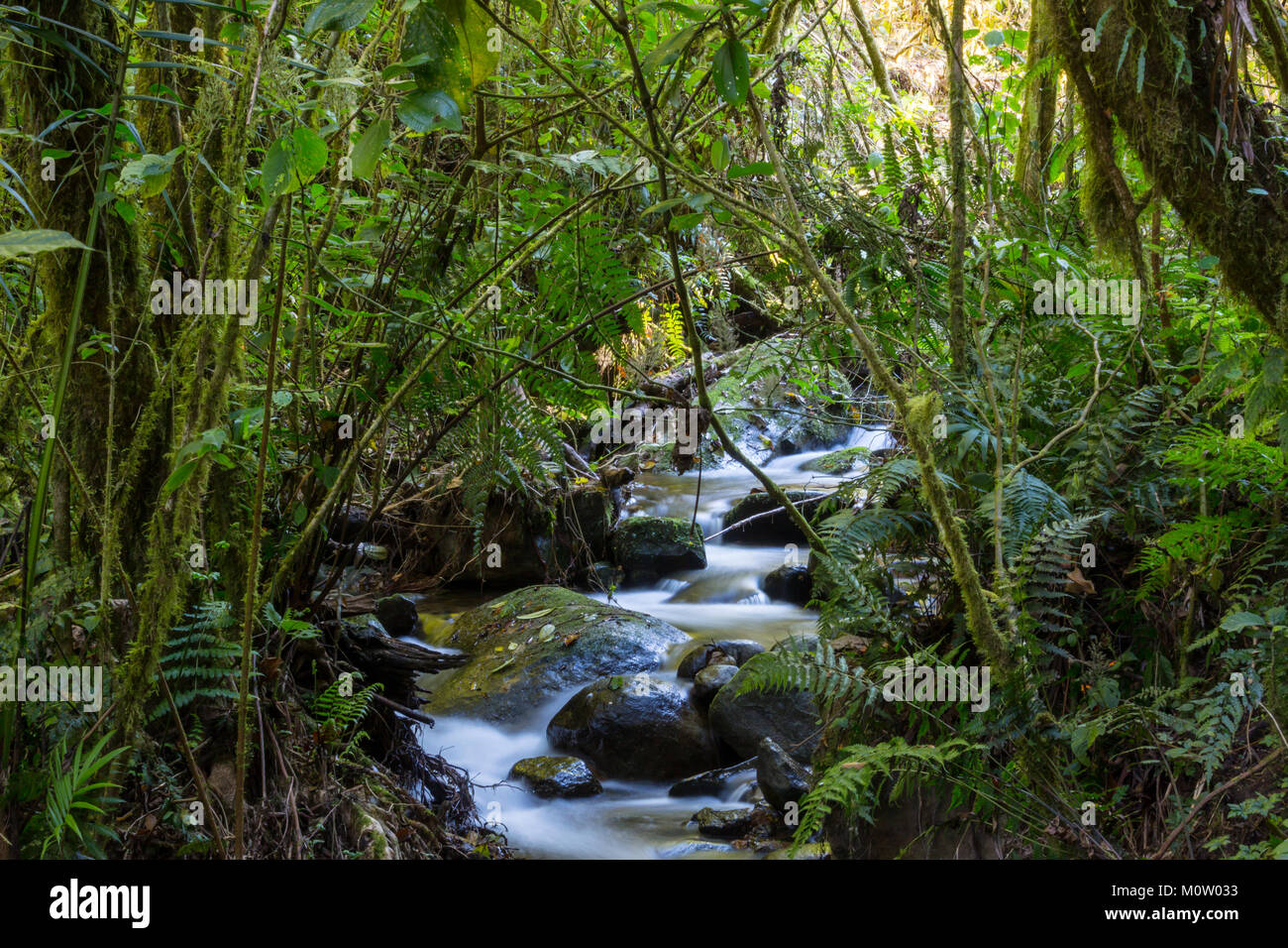 Beautiful stream water flowing down in rain forest. Costa Rica, Central ...