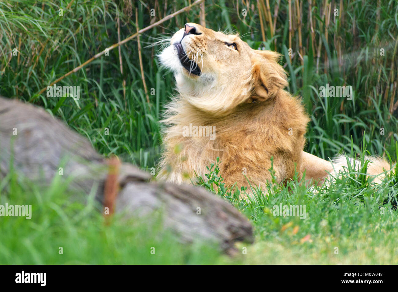 close up portrait of a young lion Stock Photo - Alamy