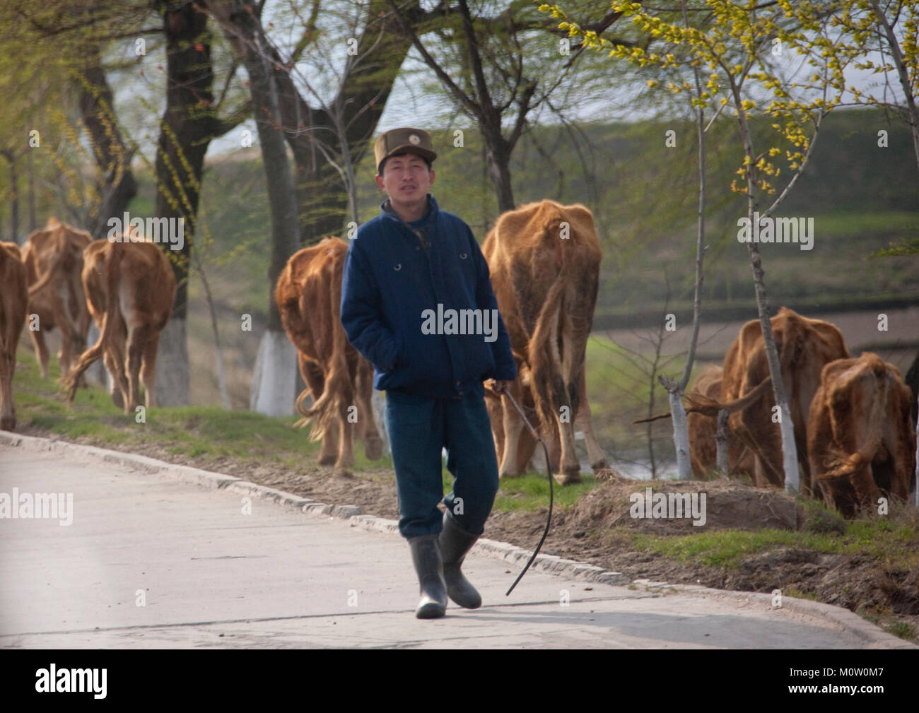 Korean cow herd hi-res stock photography and images - Alamy