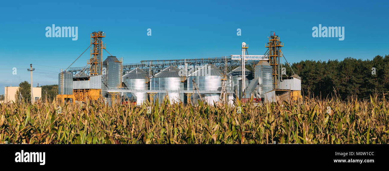 Modern Granary, Grain-drying Complex, Commercial Grain Or Seed Silos In ...