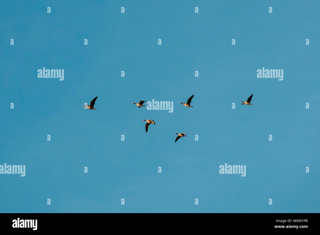 Ducks v formation hi-res stock photography and images - Alamy