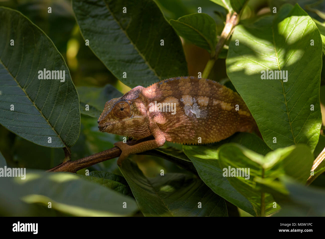 Panther Chameleon - Furcifer pardalis, Madagascar. Beautiful lizard ...