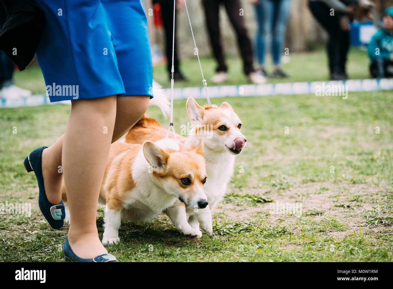 Pembroke Welsh Corgi Dogs High Resolution Stock Photography and Images ...