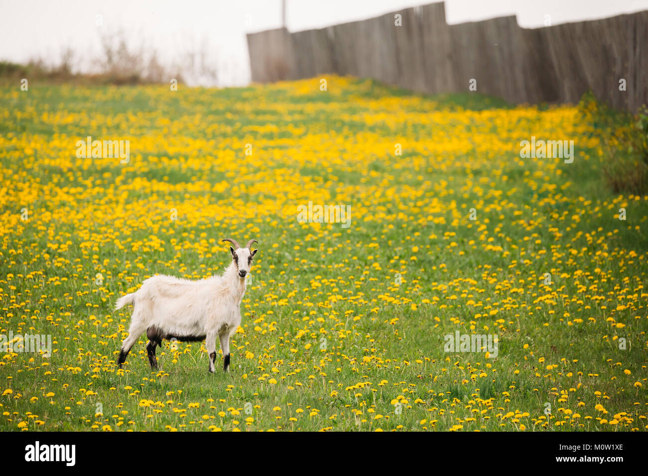 Goat grazing grass hi-res stock photography and images - Alamy