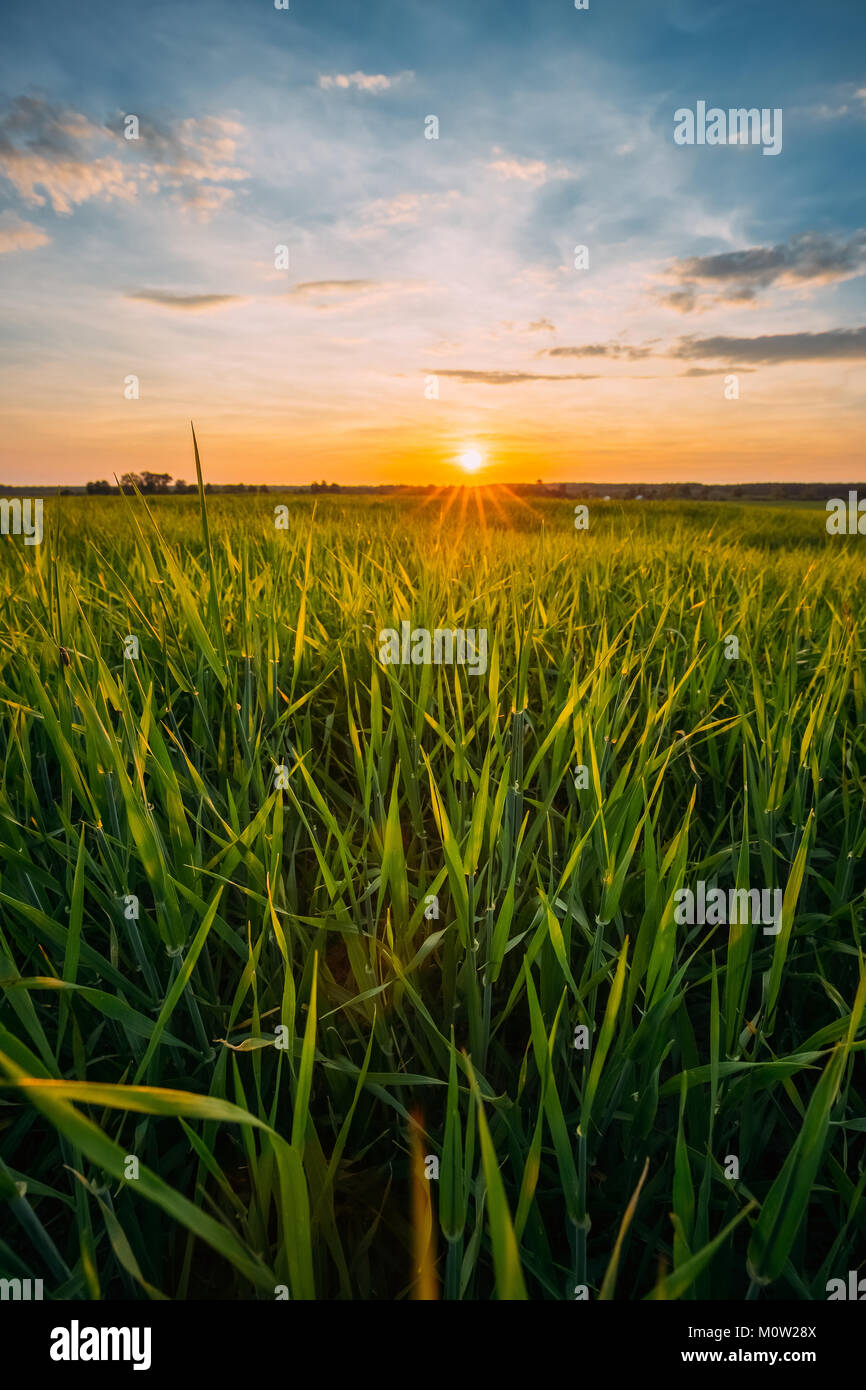Spring Sun Shining Over Agricultural Landscape Of Green Wheat Field ...