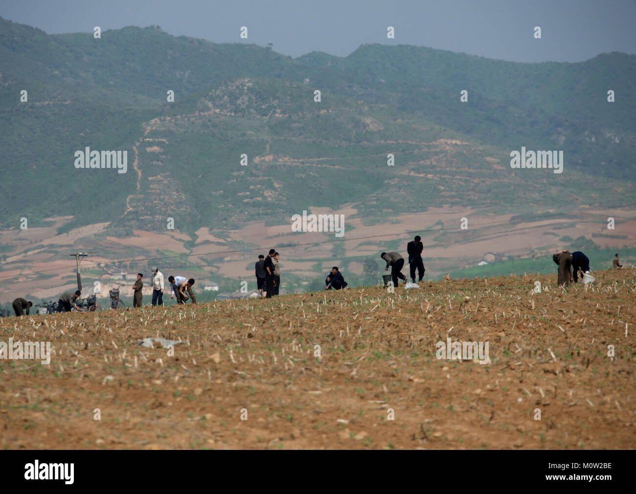 North Korean farmers working in a field, Pyongan Province, Pyongyang ...