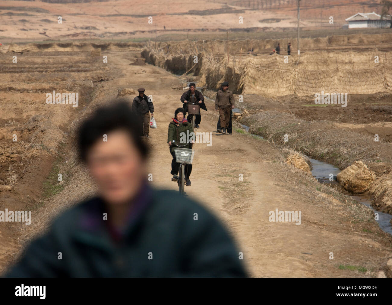 North Korean people cycling between the fields, Pyongan Province ...