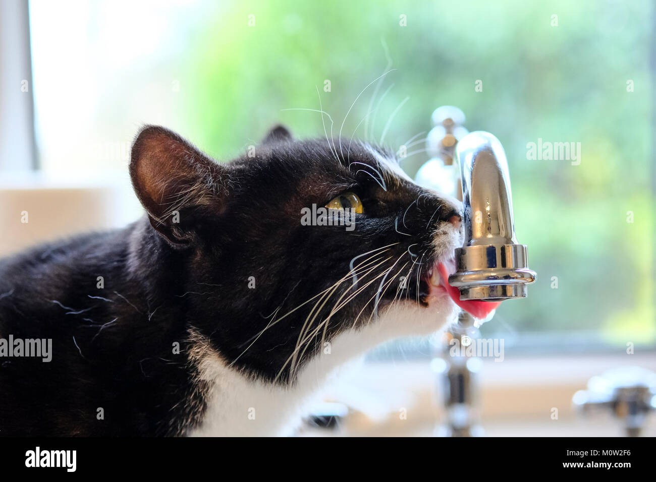 Pet Cat drinking water from kitchen tap Stock Photo - Alamy