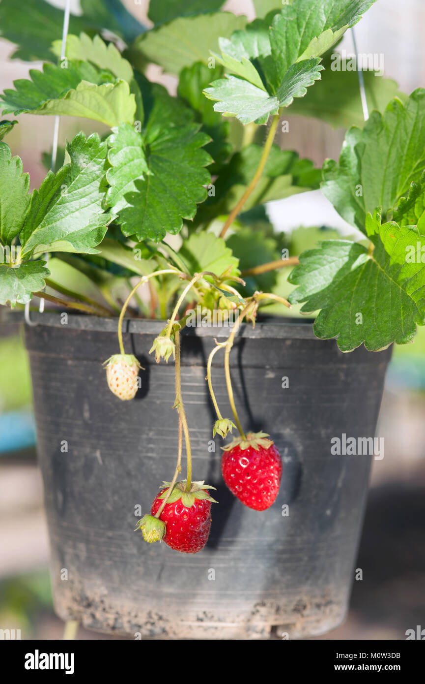 Strawberry in a pot Stock Photo - Alamy