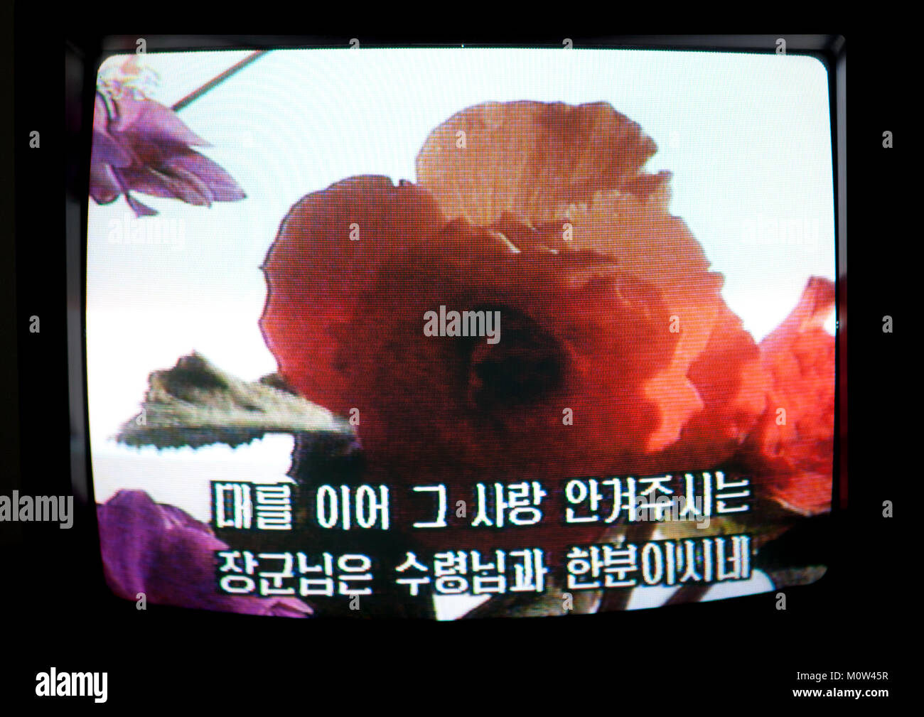 Kimjongilia flower on the North Korean television, Pyongan Province ...