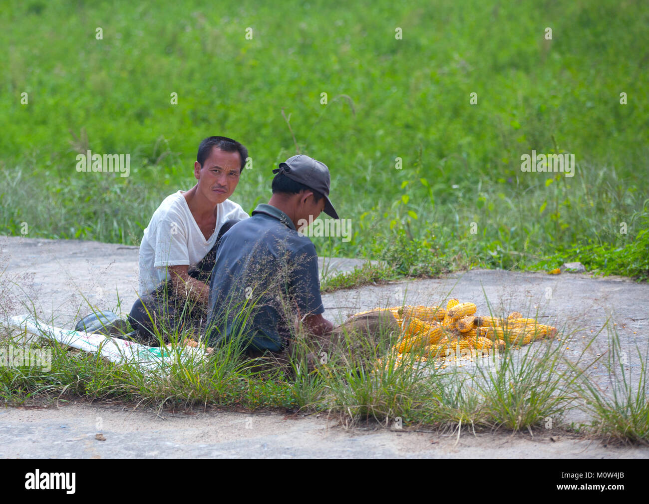 North Korean men collecting corn in a field, North Hwanghae Province ...