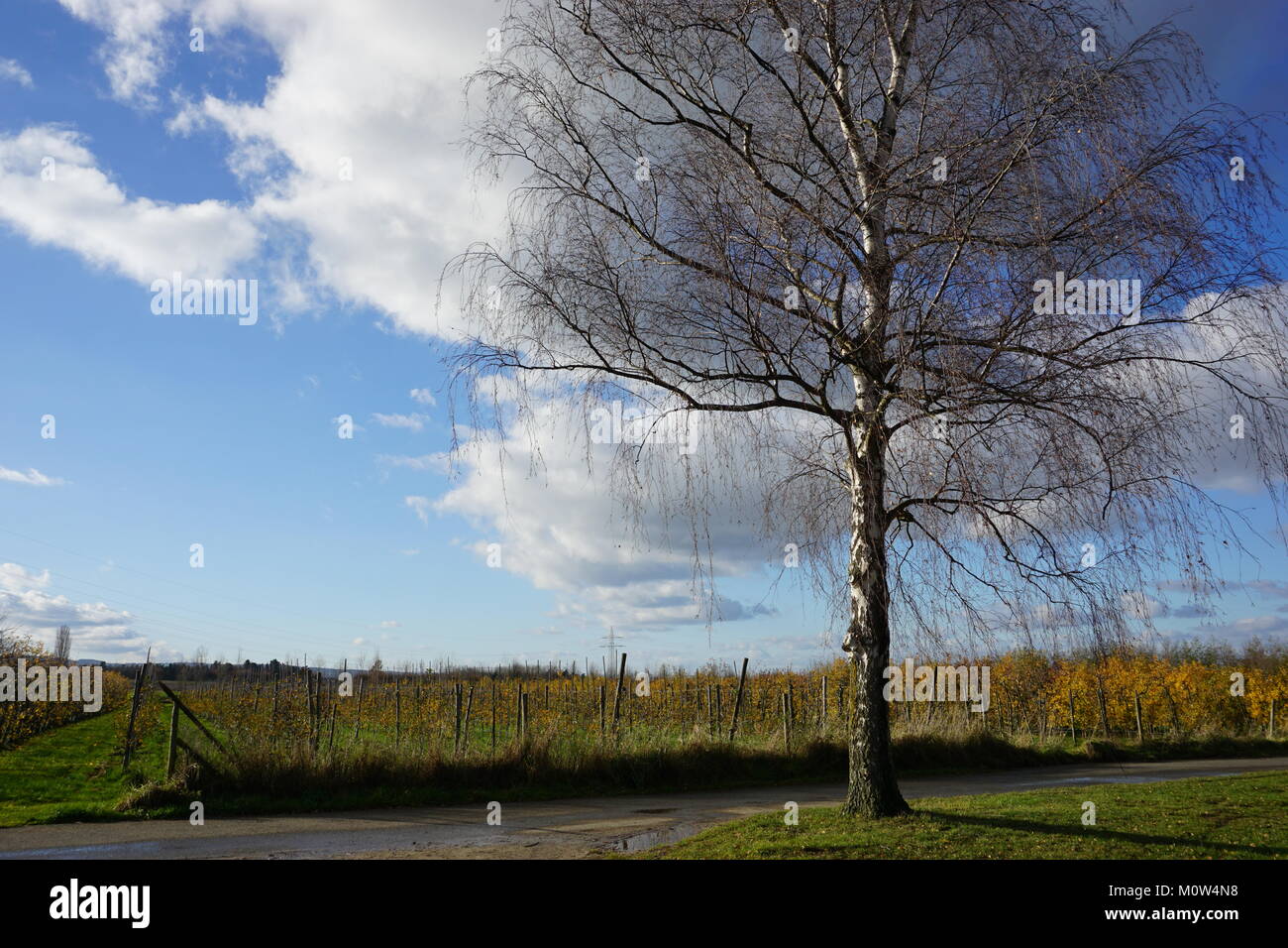 Birch tree by a field path, with the clouded blue sky and an apple ...