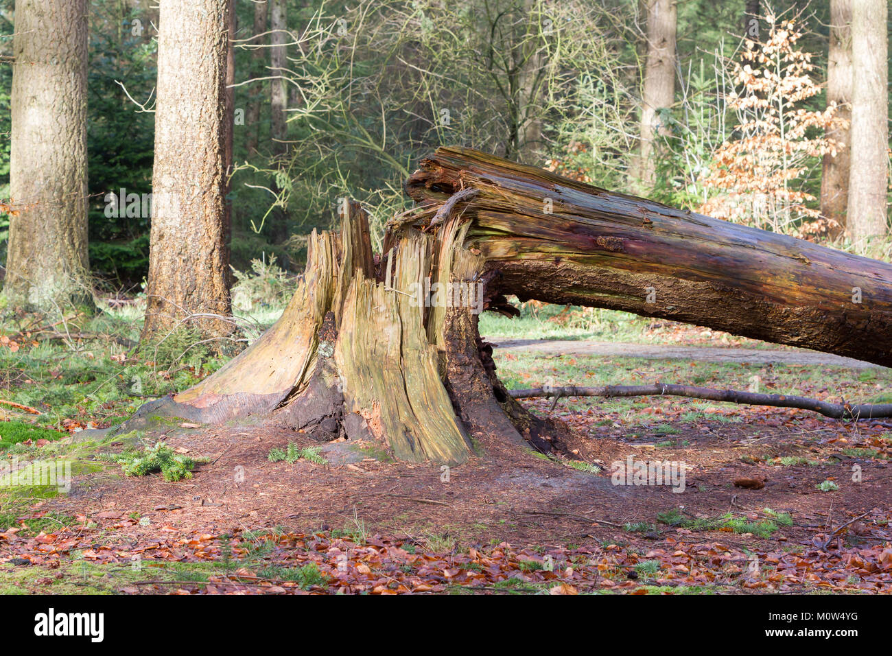 Fallen tree in a dutch forest - Storm Stock Photo - Alamy
