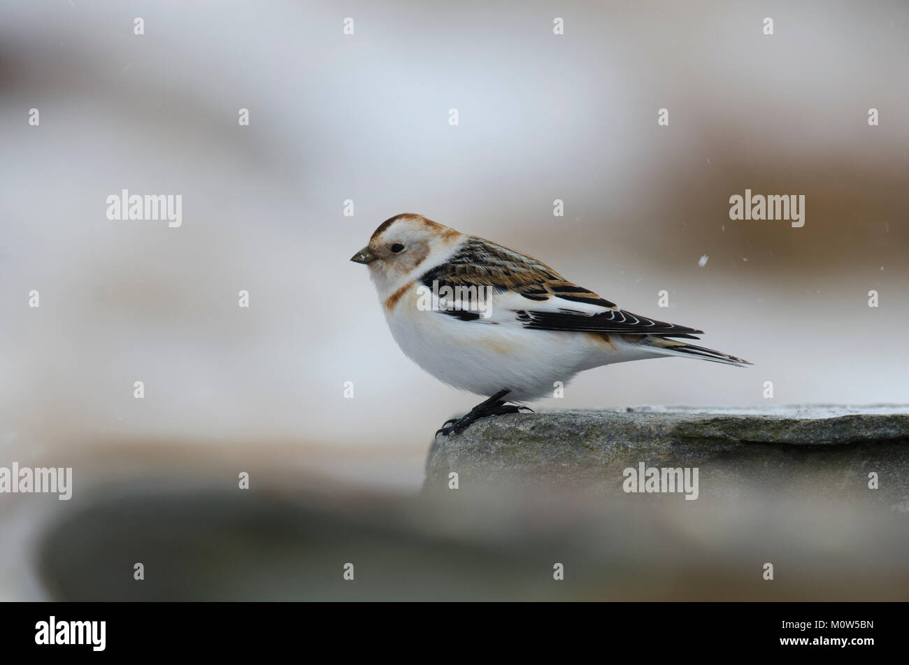 Birds In Scotland' Stock Photo - Alamy