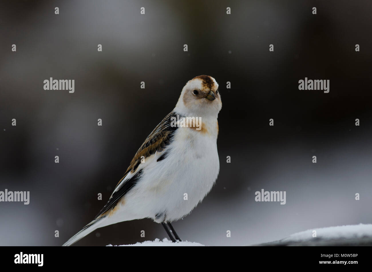 Birds In Scotland' Stock Photo - Alamy