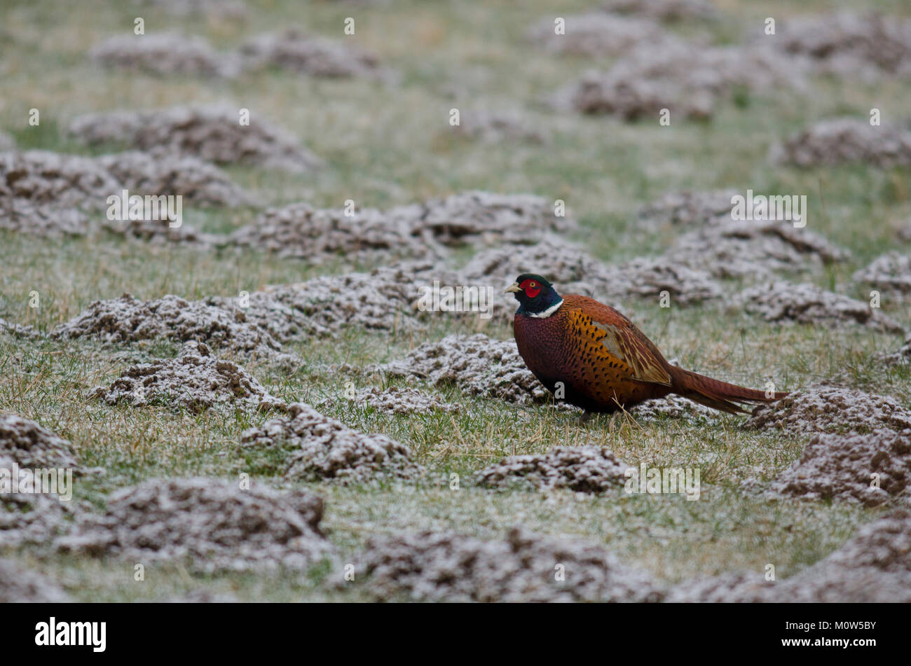 Birds In Scotland' Stock Photo - Alamy
