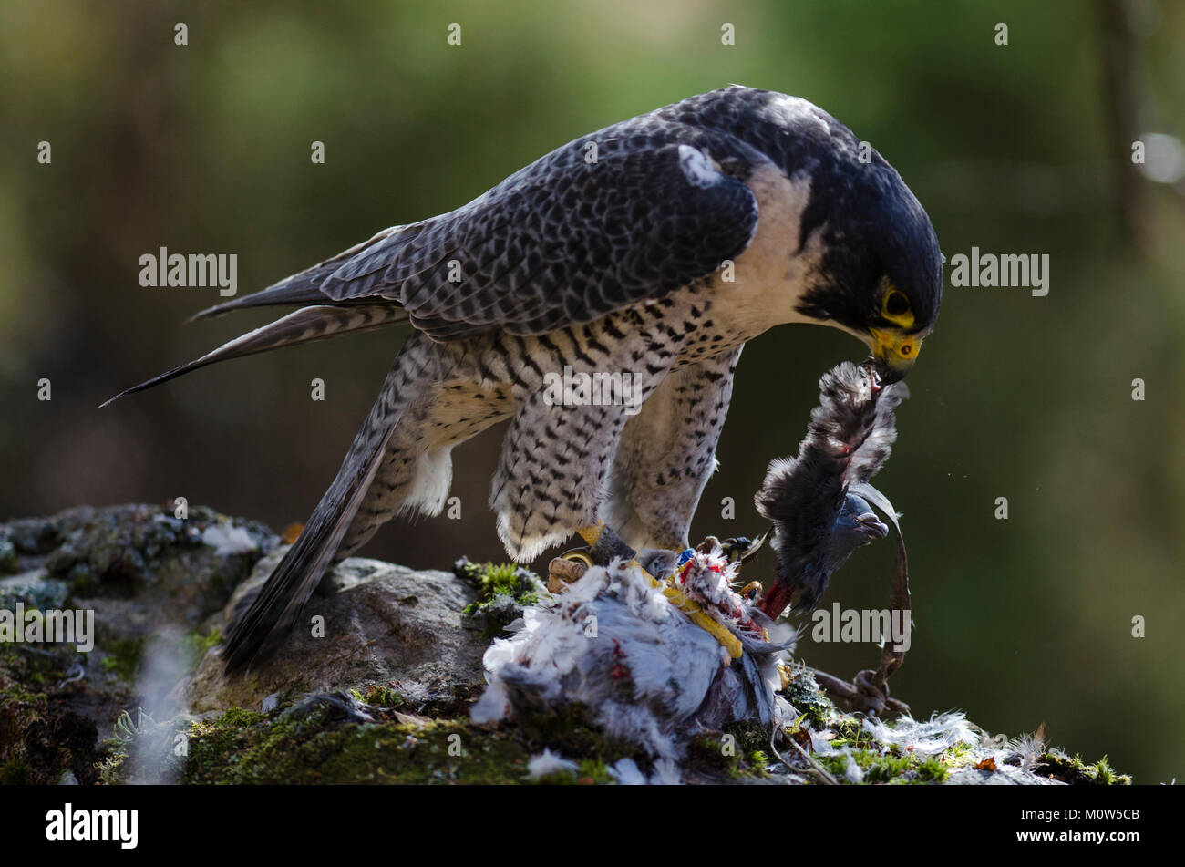 Peregrine falcon with dead bird hi-res stock photography and images - Alamy