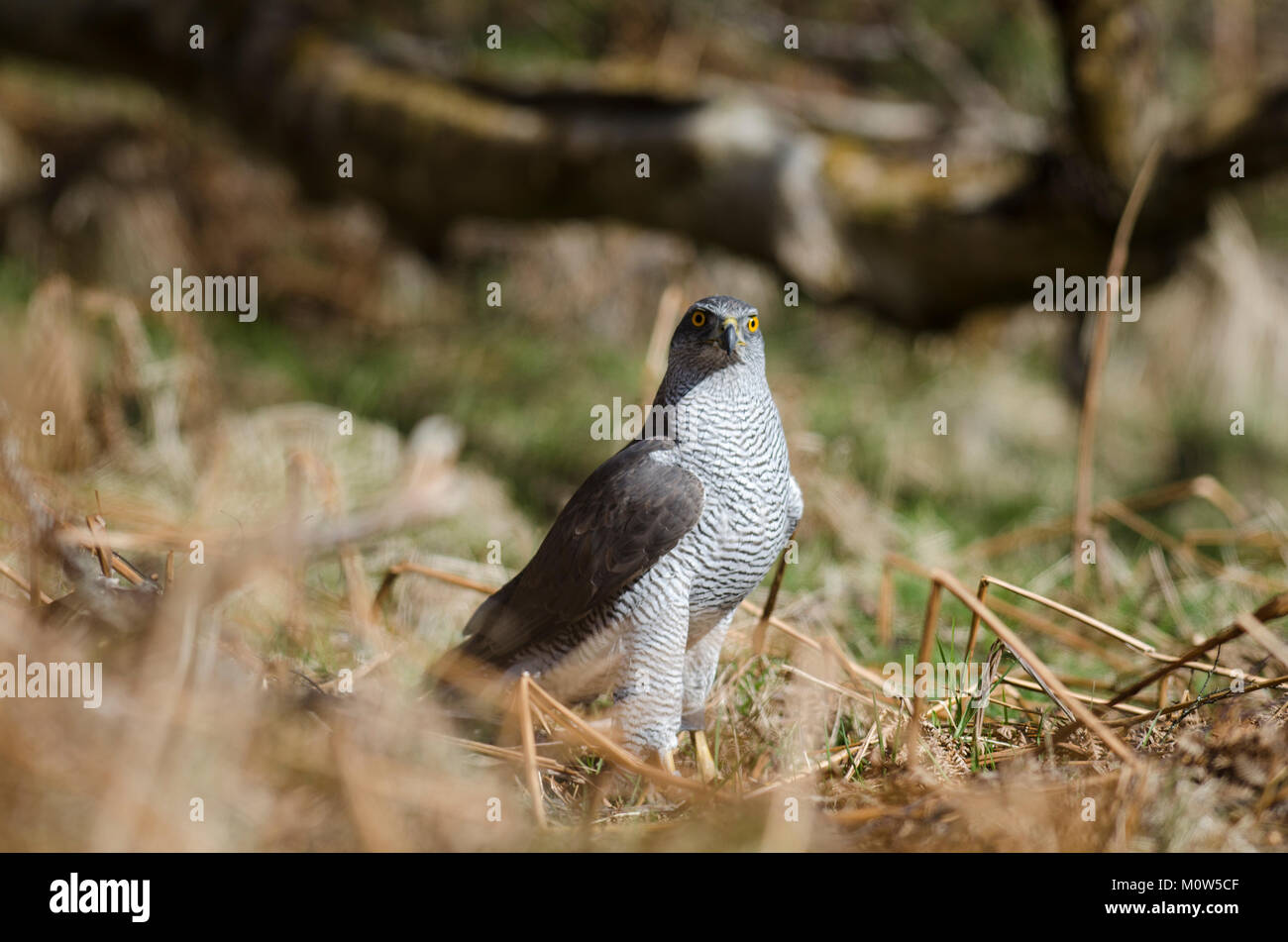 Birds In Scotland' Stock Photo - Alamy