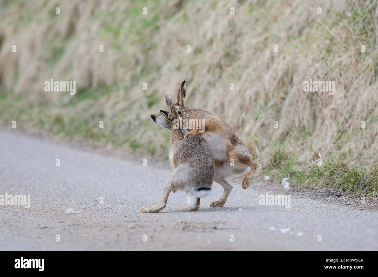 Fighting hares hi-res stock photography and images - Alamy