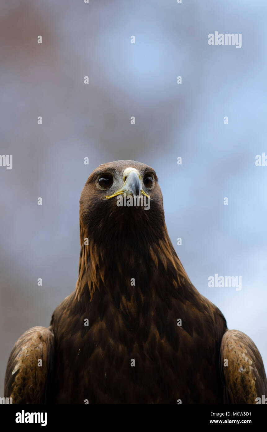 Golden eagle flying scotland hi-res stock photography and images - Alamy