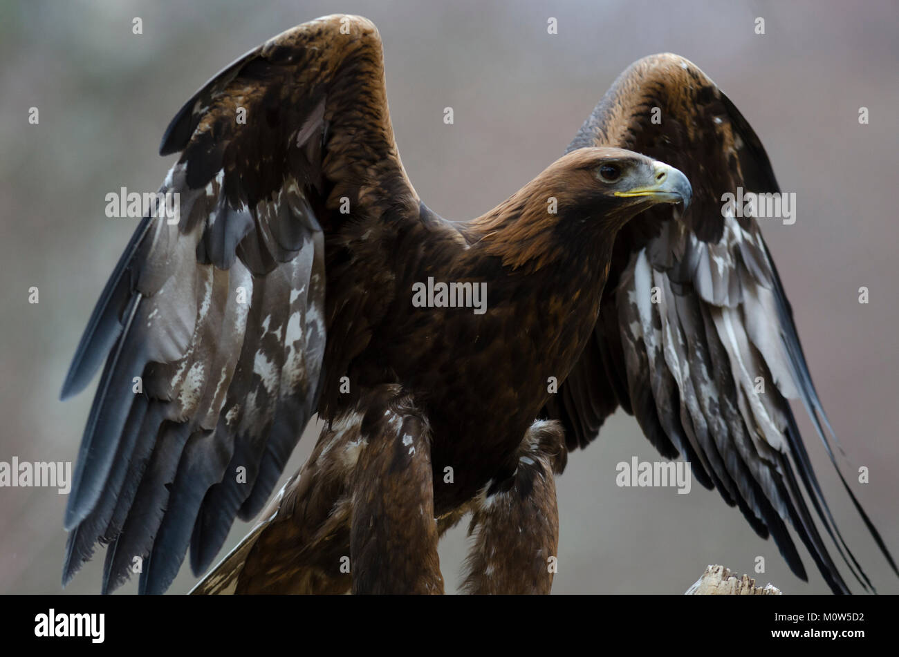 Golden eagle flying scotland hi-res stock photography and images - Alamy