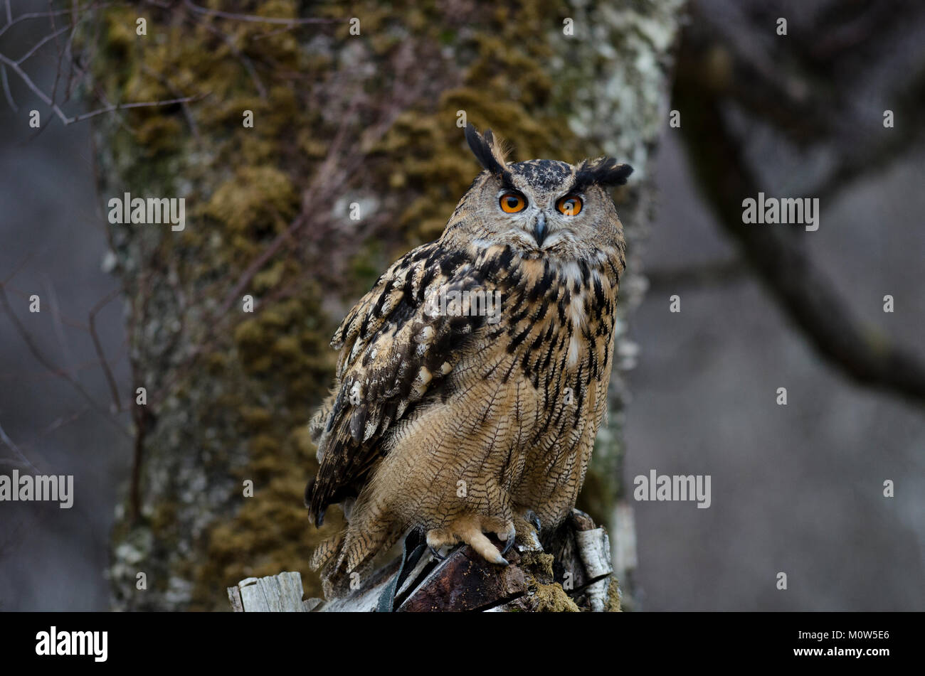 Captive birds hi-res stock photography and images - Alamy