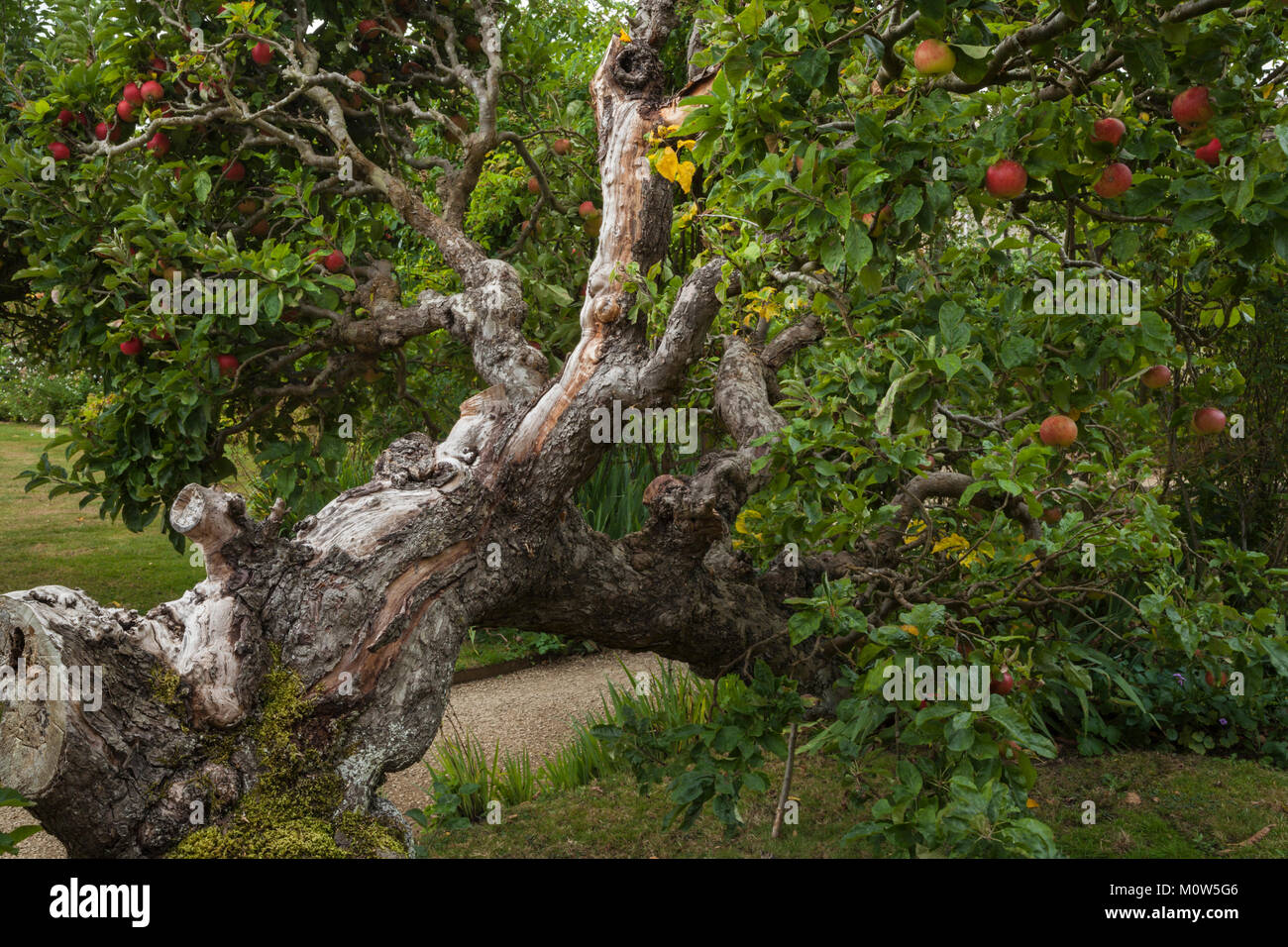 English apples ready to eat hi-res stock photography and images - Alamy