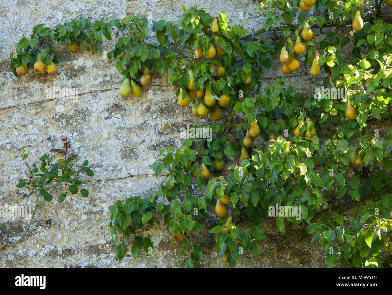 Espalier pear tree with ripened fruit growing against the stone wall of ...