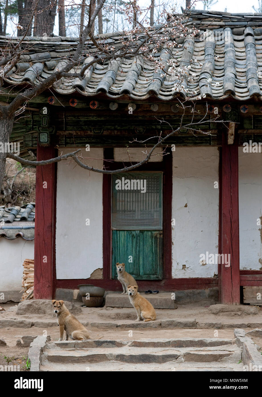 Kaesin sa temple hi-res stock photography and images - Alamy
