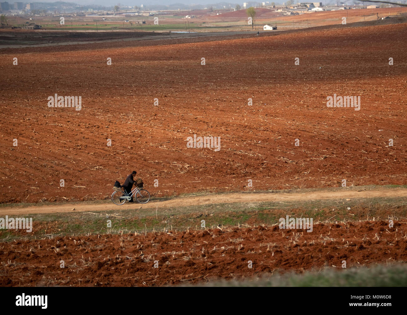 North Korean man pushing his bicycle in a field, Pyongan Province ...