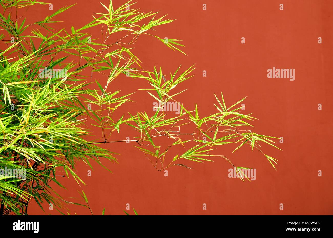 Young bamboo hi-res stock photography and images - Alamy