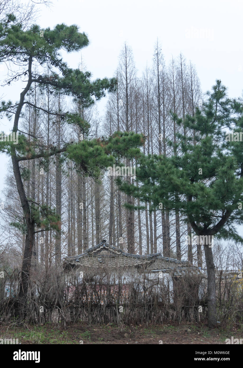 Traditional house in the countryside in the middle of trees, North ...