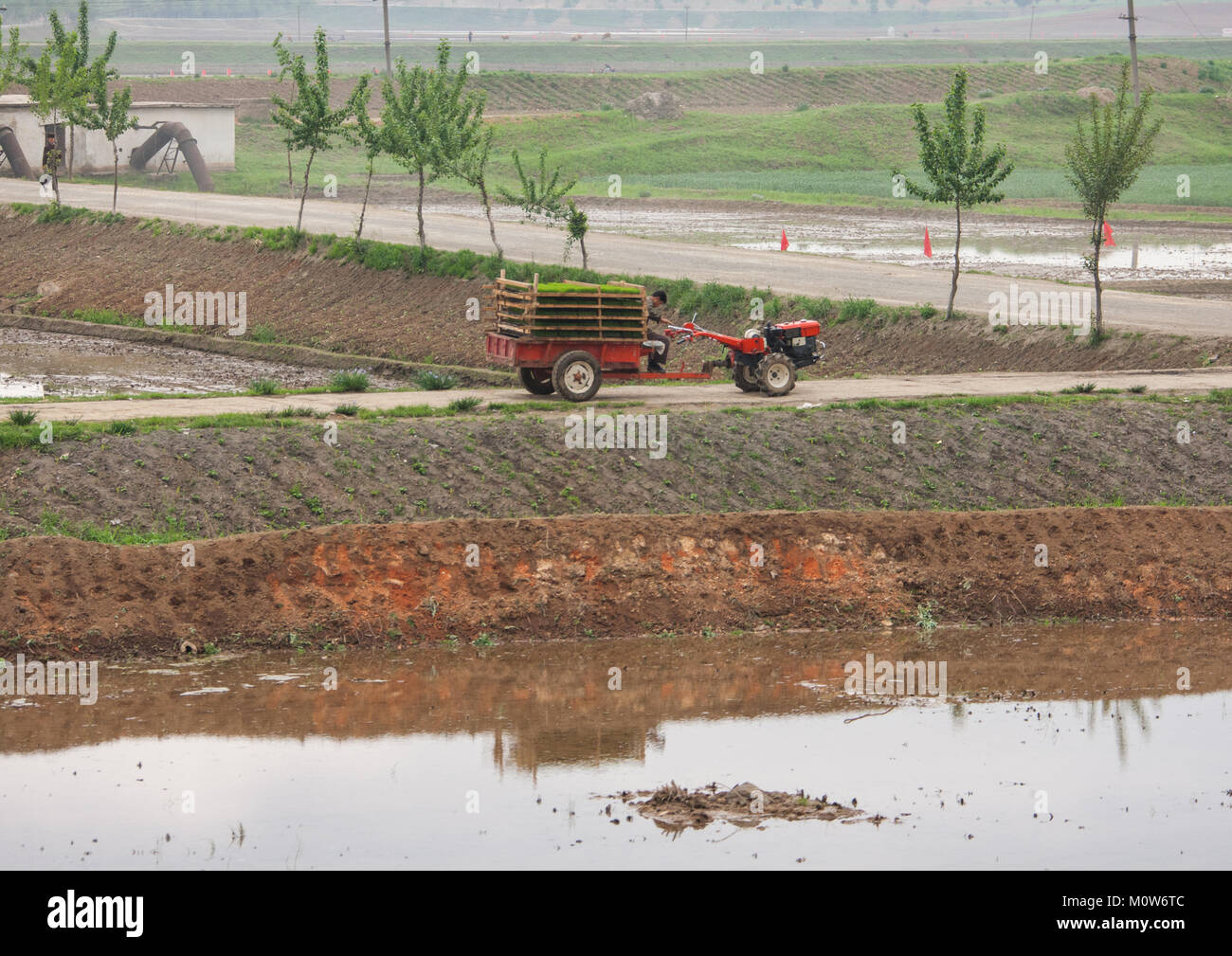 Rice harvest in the countryside, South Pyongan Province, Chongsan-ri ...