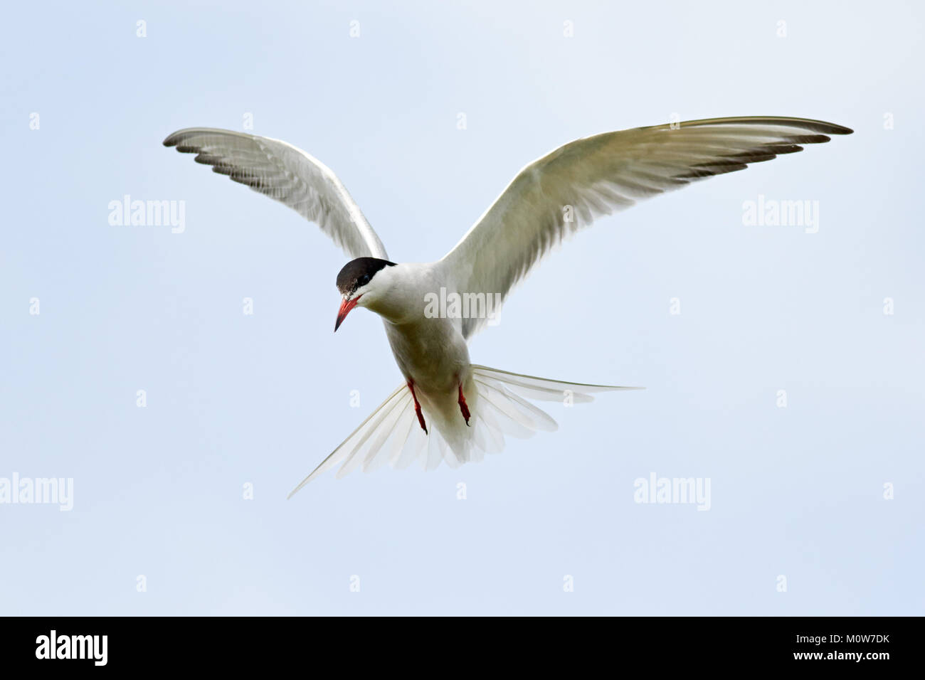 Common Tern in flight Stock Photo - Alamy