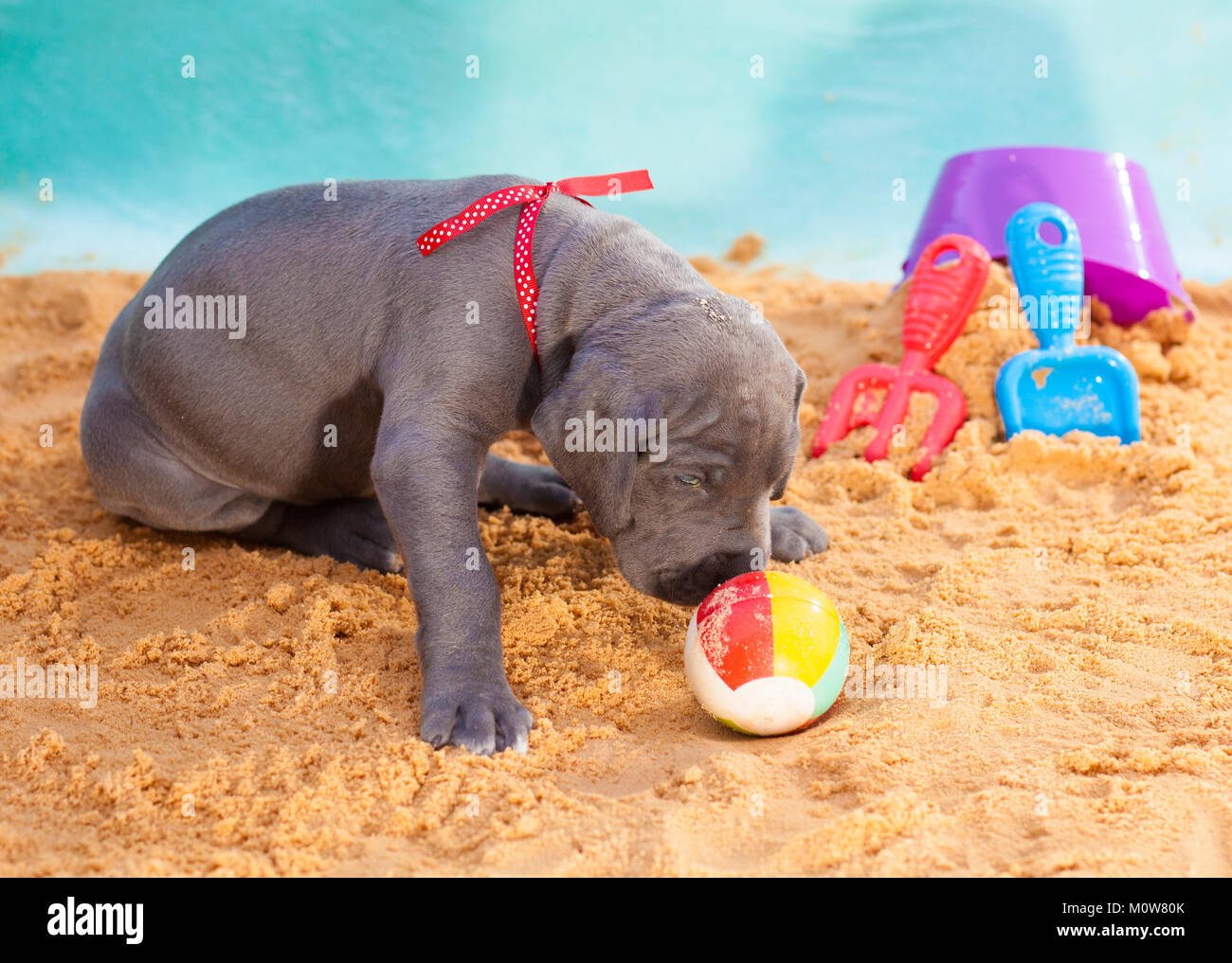Purebred Great Dane puppy smelling a small beachball on sand Stock ...
