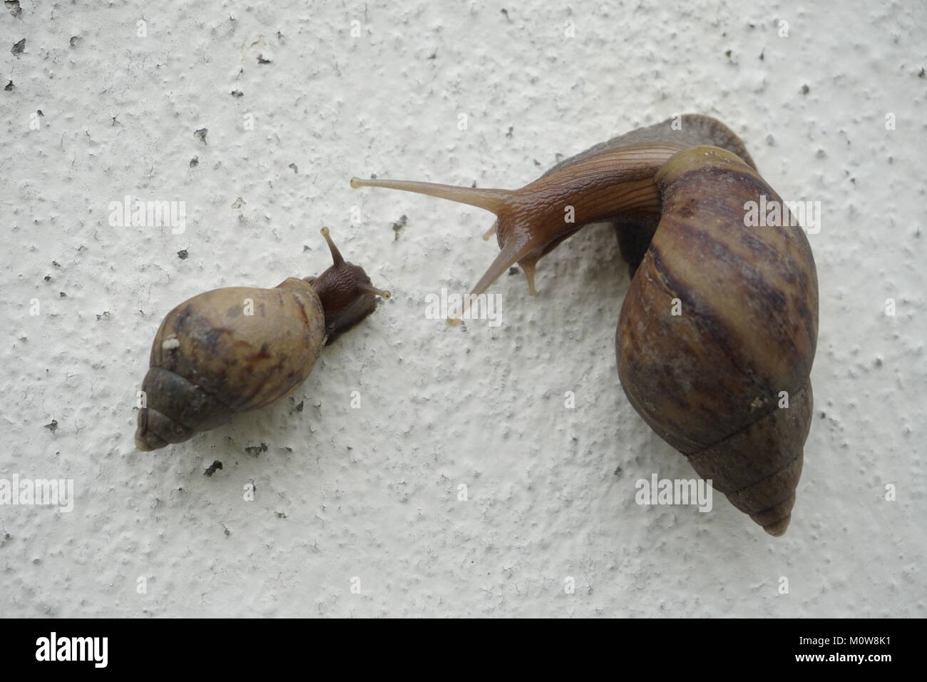 big snail and small snail Stock Photo - Alamy